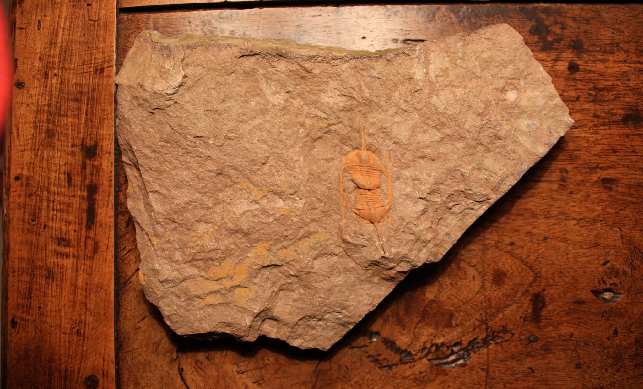 Ampyx Priscus trilobite - Volcans et Fossiles
